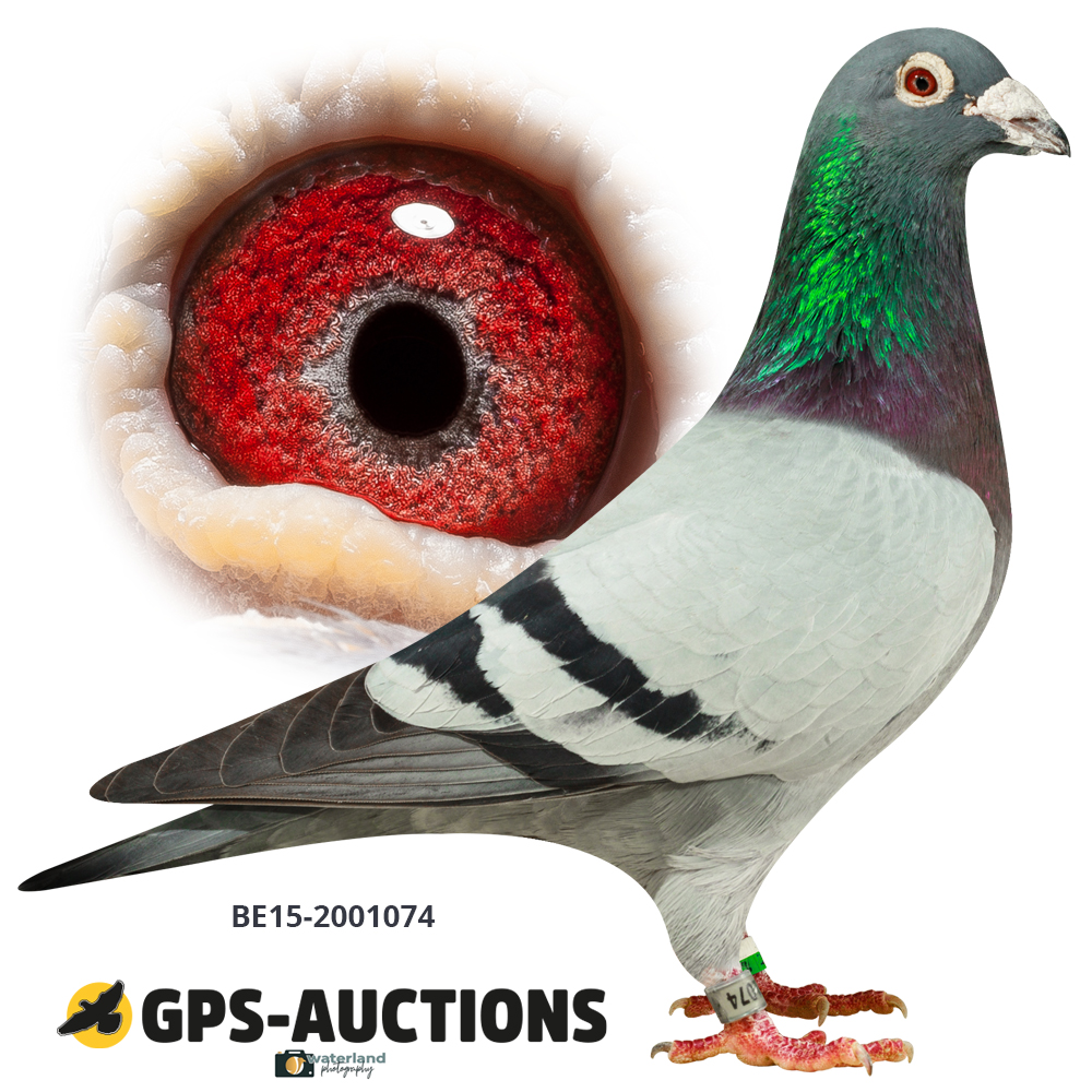 5 Super Pigeons! - GPS-Auctions