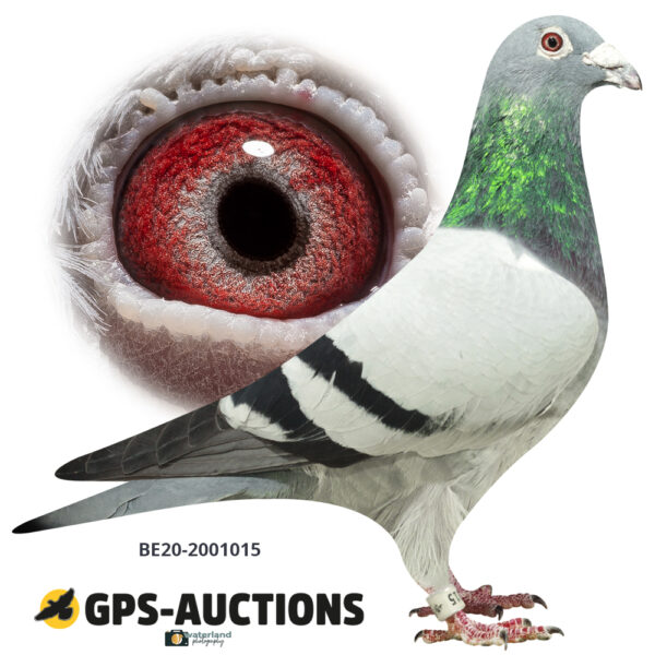 Dirk Evenepoel - GPS-Auctions