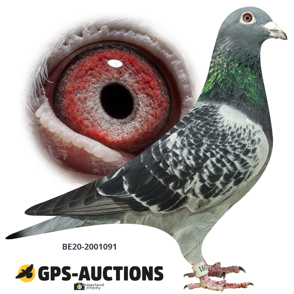 Dirk Evenepoel - GPS-Auctions