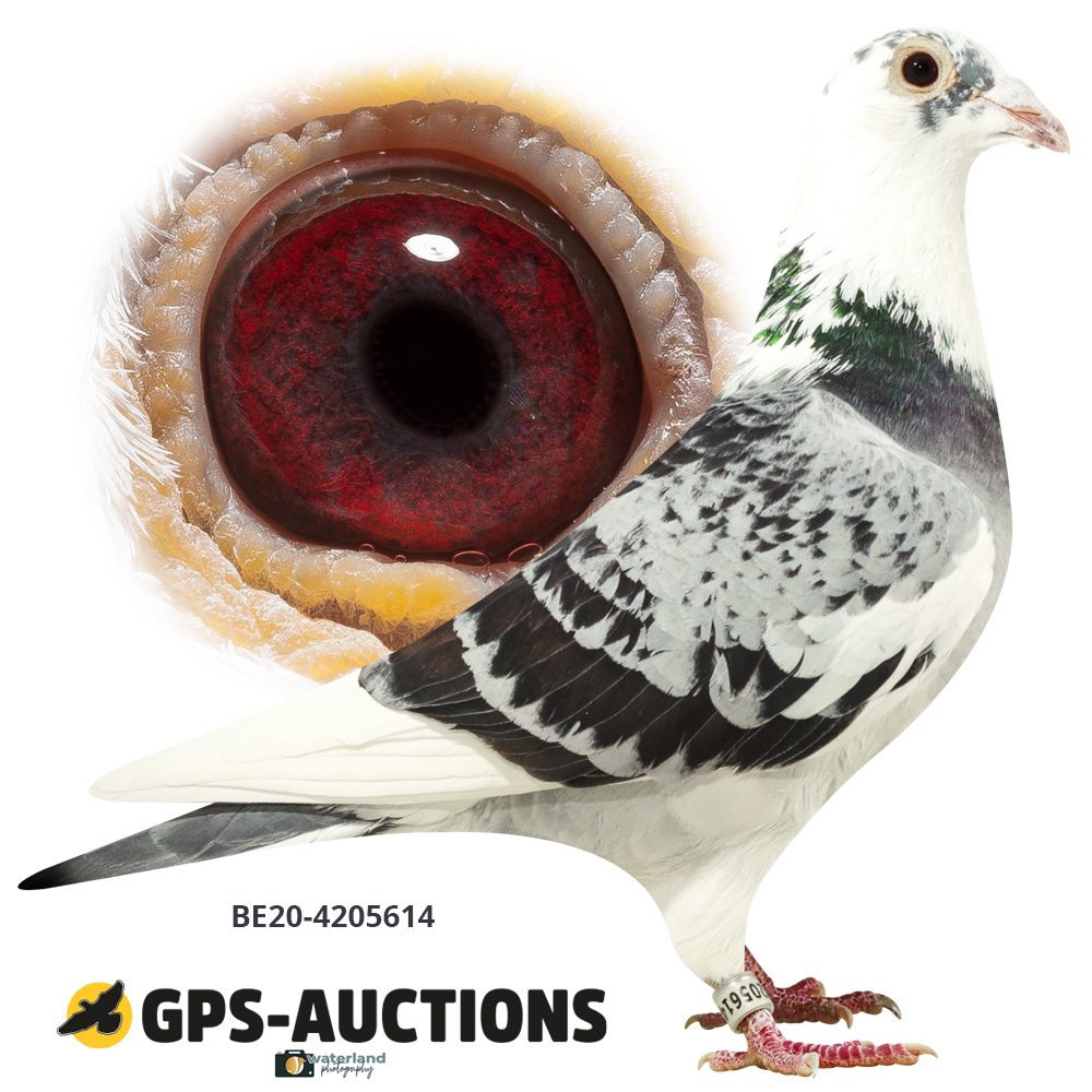 Re-Auction: Belgium Pigeons - GPS-Auctions
