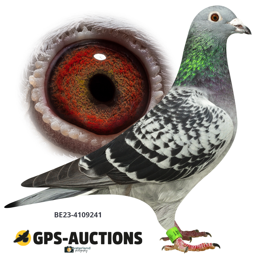 The Allround Future Pigeons Part 2 - GPS-Auctions