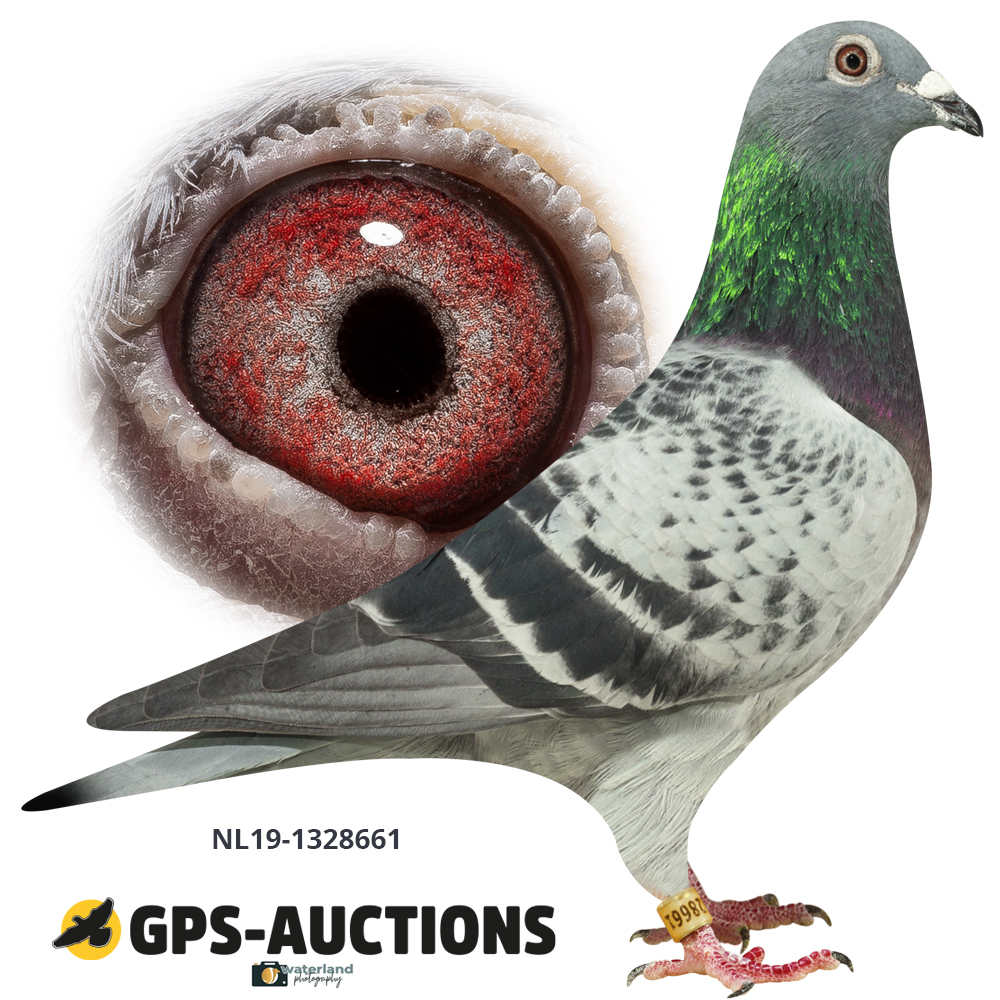 La Collection Jelle Jellema (Enchères Totales - Station Olympique ...