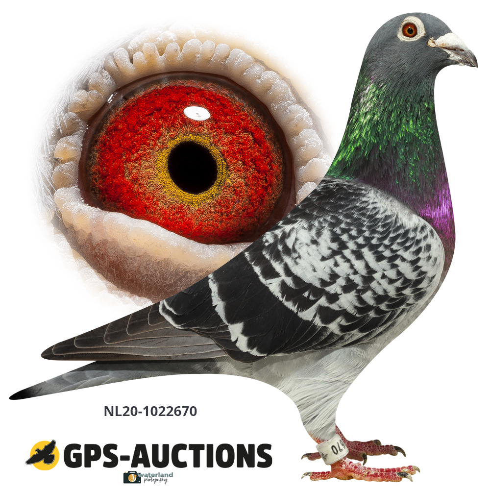 5 Super Pigeons! - GPS-Auctions