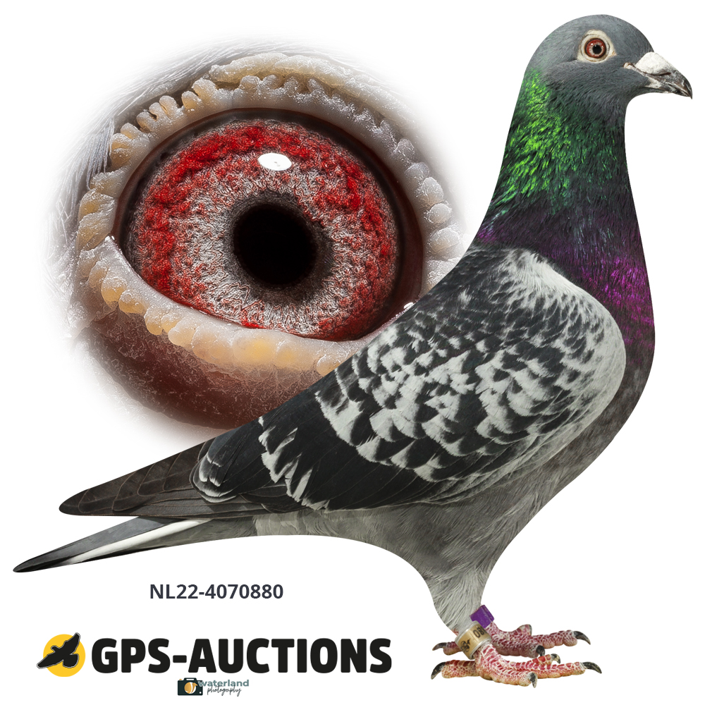 The Belgium Speed Pigeons - GPS-Auctions