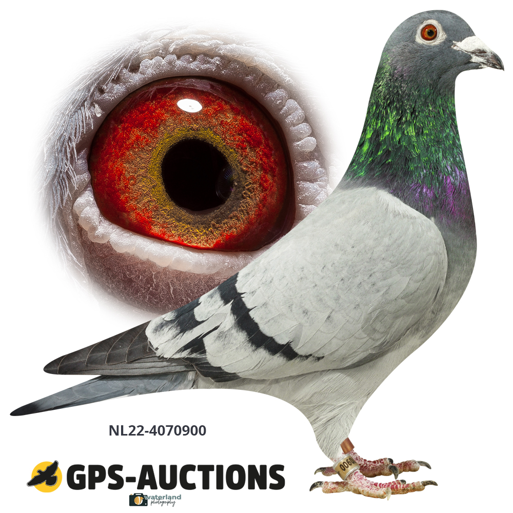 The Belgium Speed Pigeons - GPS-Auctions