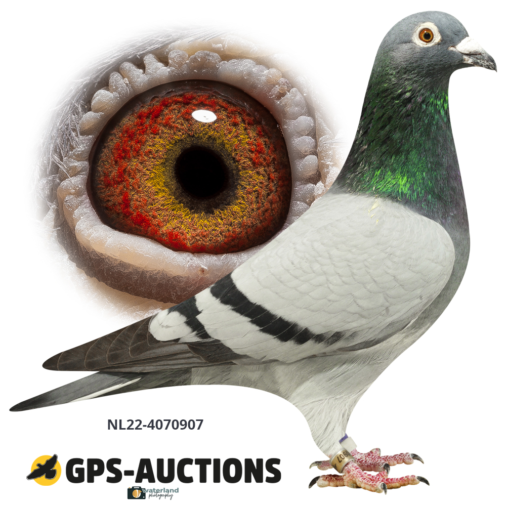 The Belgium Speed Pigeons - GPS-Auctions