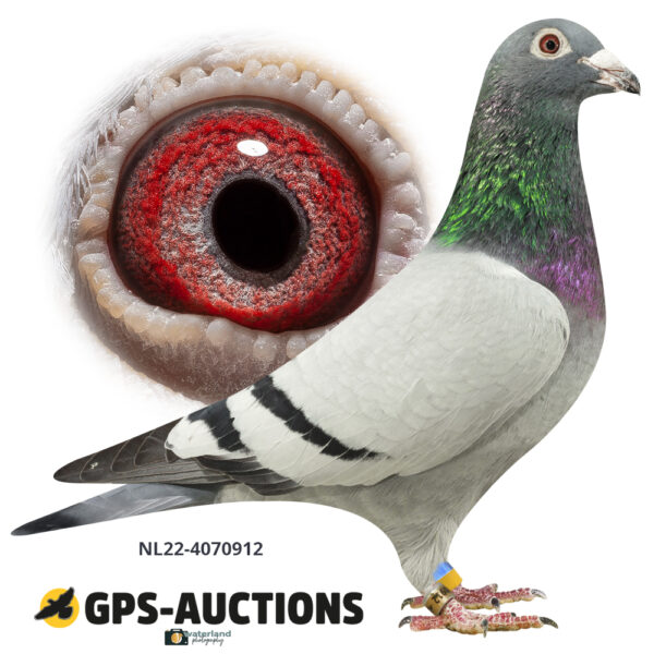 The Belgium Speed Pigeons - GPS-Auctions