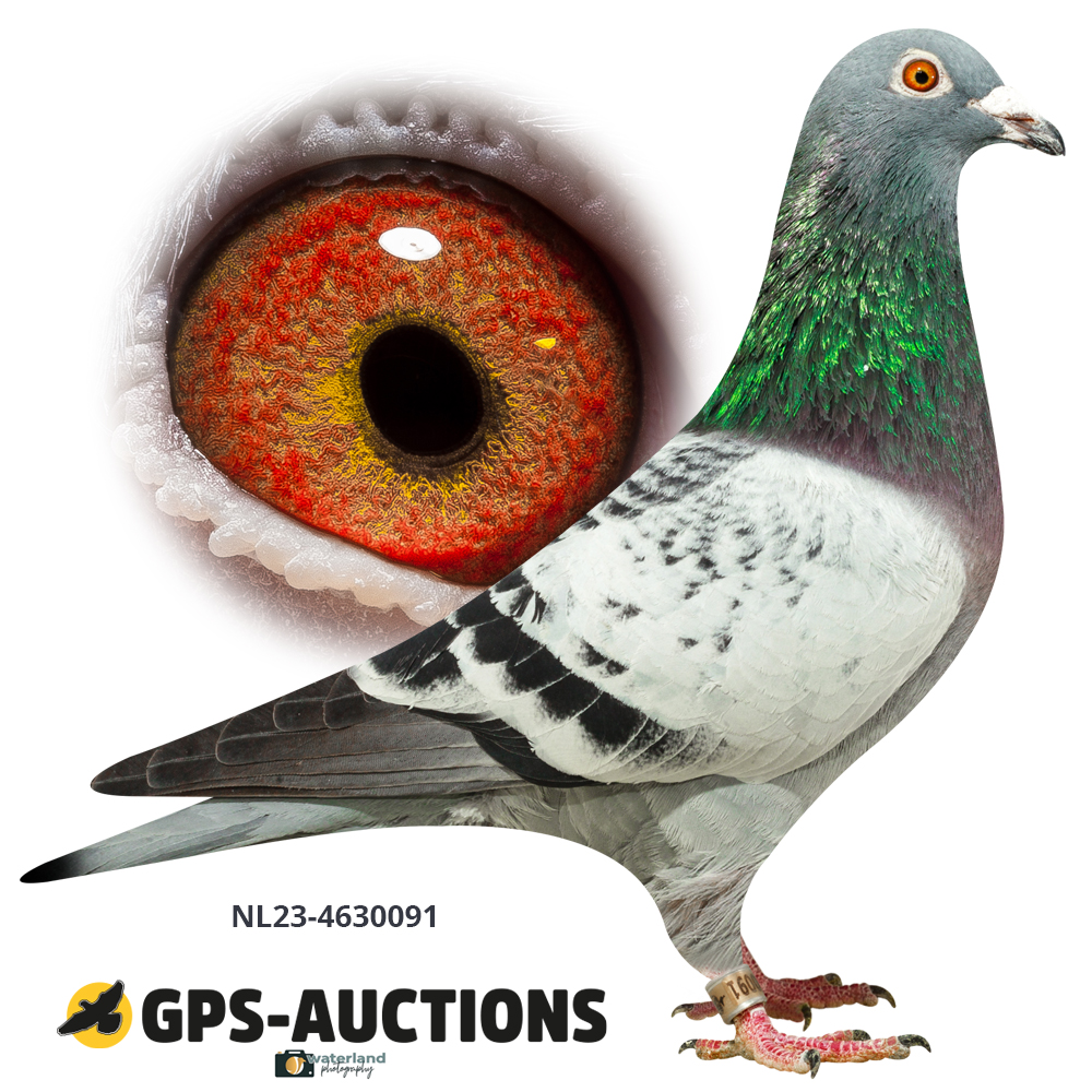 The Belgium Speed Pigeons - GPS-Auctions