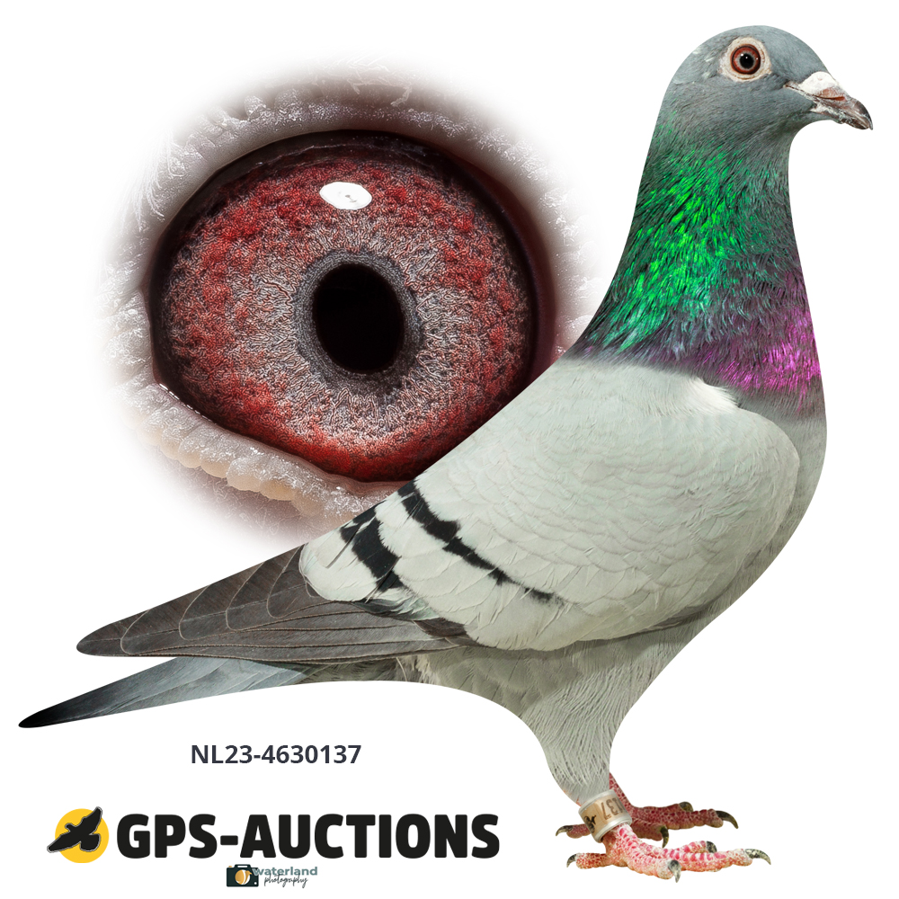 Belgium Speed Pigeons Part 3 - GPS-Auctions