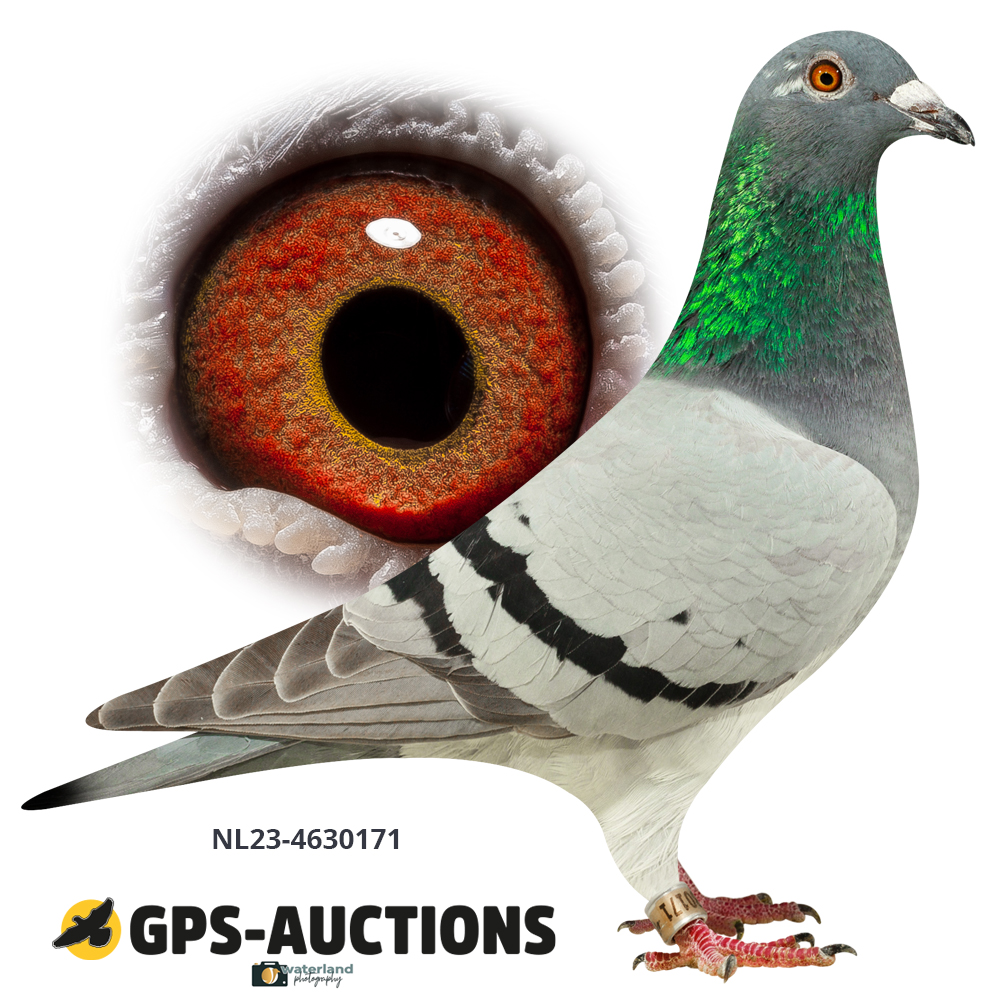 Belgium Speed Pigeons Part 3 - GPS-Auctions