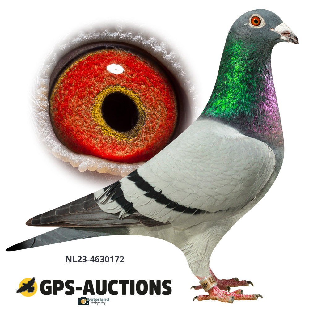 Belgium Speed Pigeons Part 3 - GPS-Auctions
