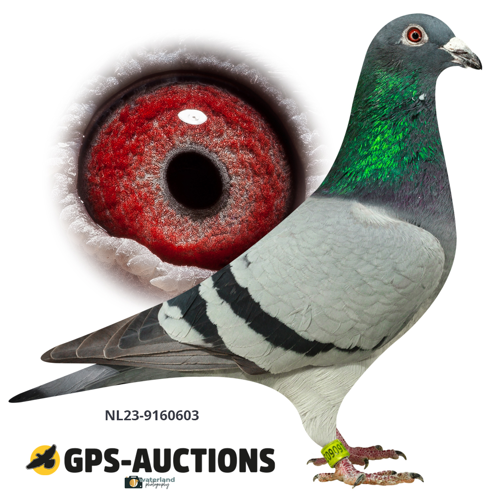 Belgium Speed Pigeons Part 3 - GPS-Auctions