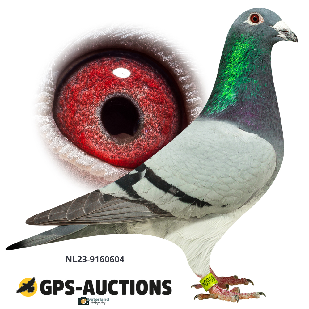 Belgium Speed Pigeons Part 3 - GPS-Auctions