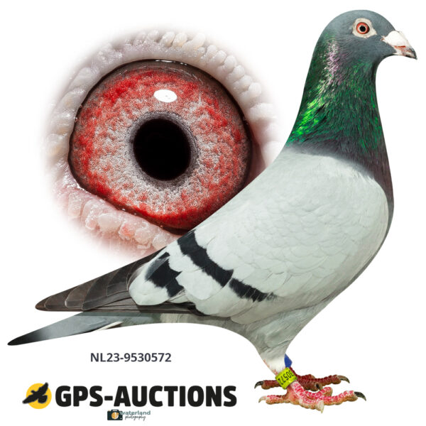 Ype Hemstra - 雷德曼特别第 1 部分 - GPS-Auctions