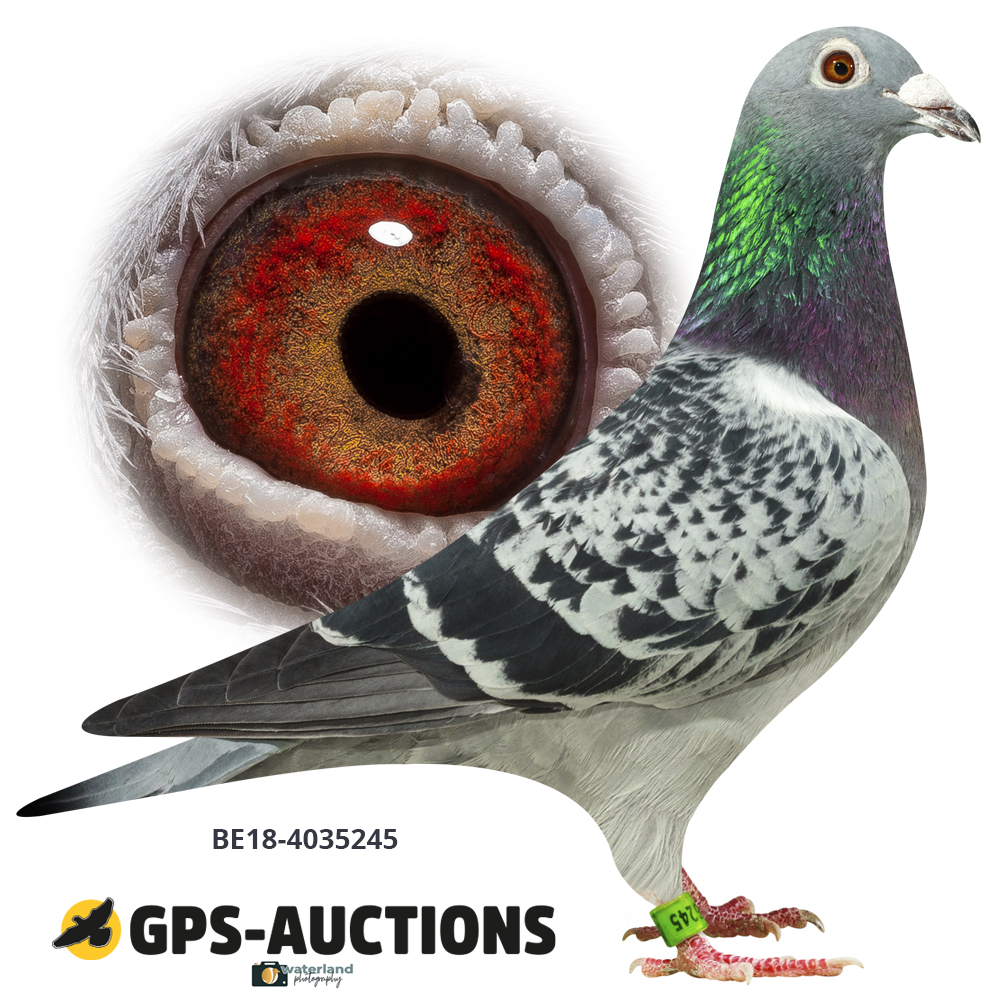 The Top From Romania (Total Auction - Olympic Station) - GPS-Auctions