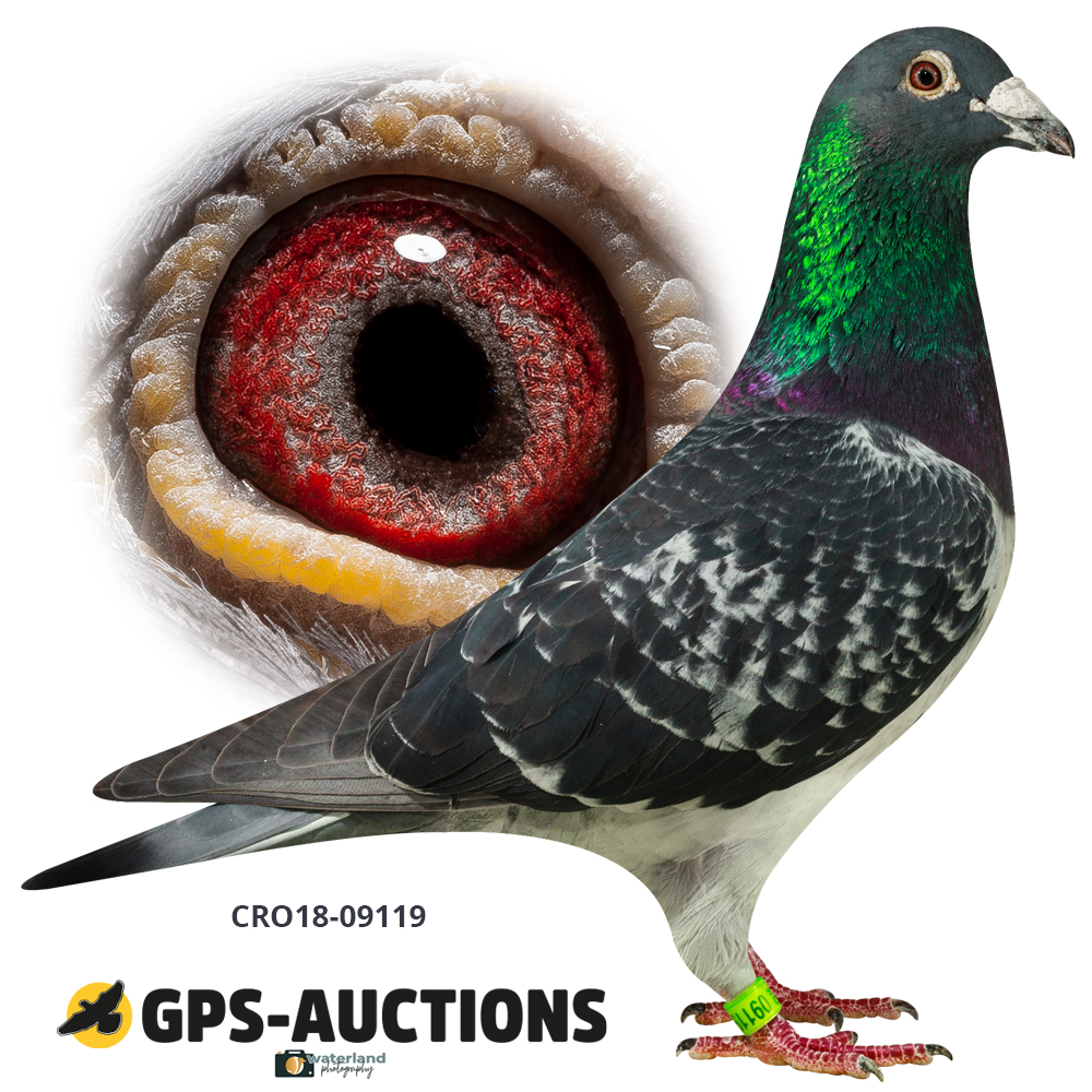 Goran & Alen Grafina - GPS-Auctions