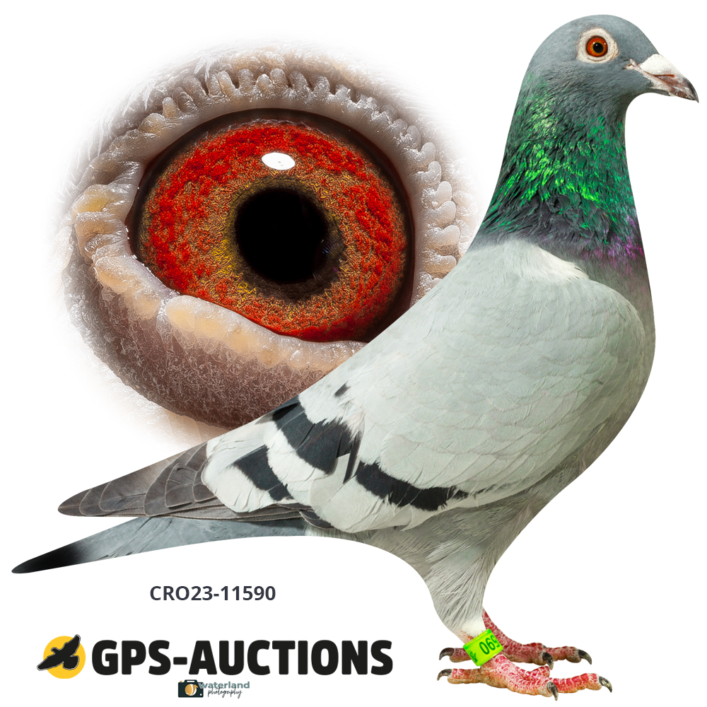 Goran Gusak - GPS-Auctions