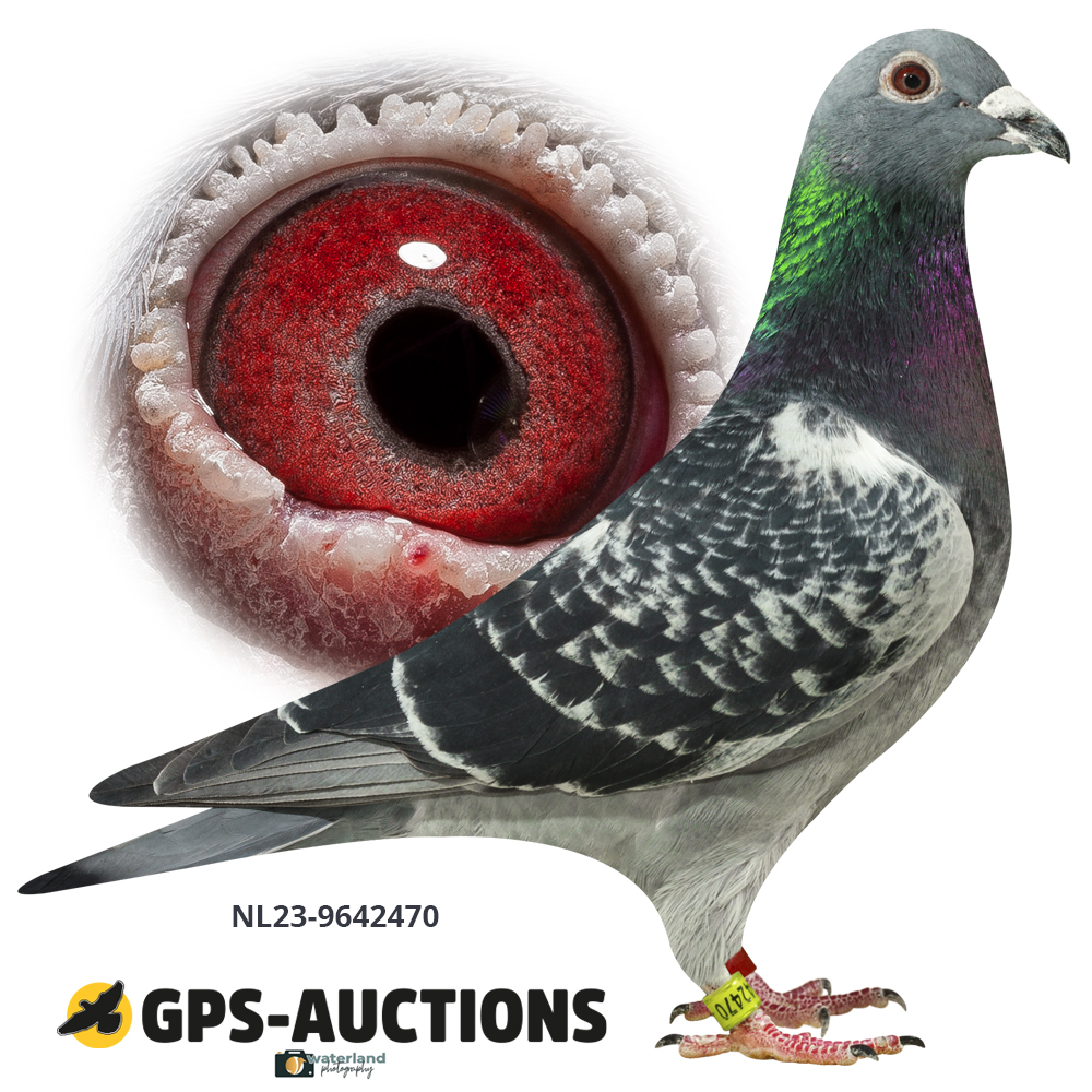 Olympic Station Special - GPS-Auctions