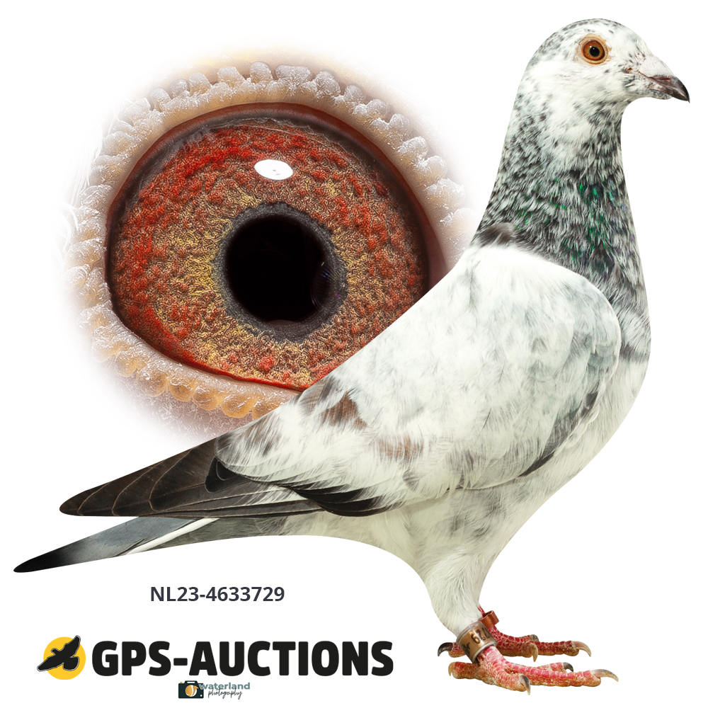 Belgium Speed "Grizzle" Pigeons Part 1 - GPS-Auctions