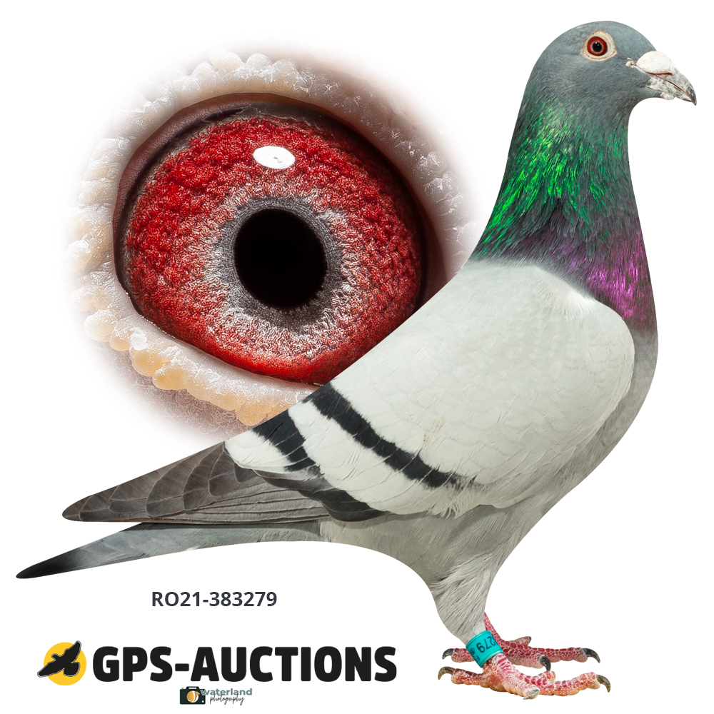 Catrinescu Gabriel – Part 6 - GPS-Auctions