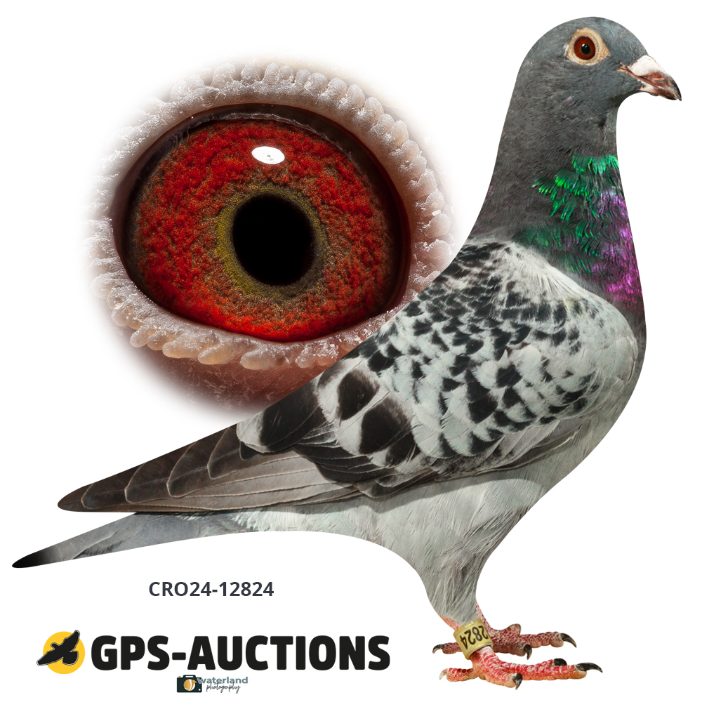Goran Gusak "Good Gray" Part 1 - GPS-Auctions