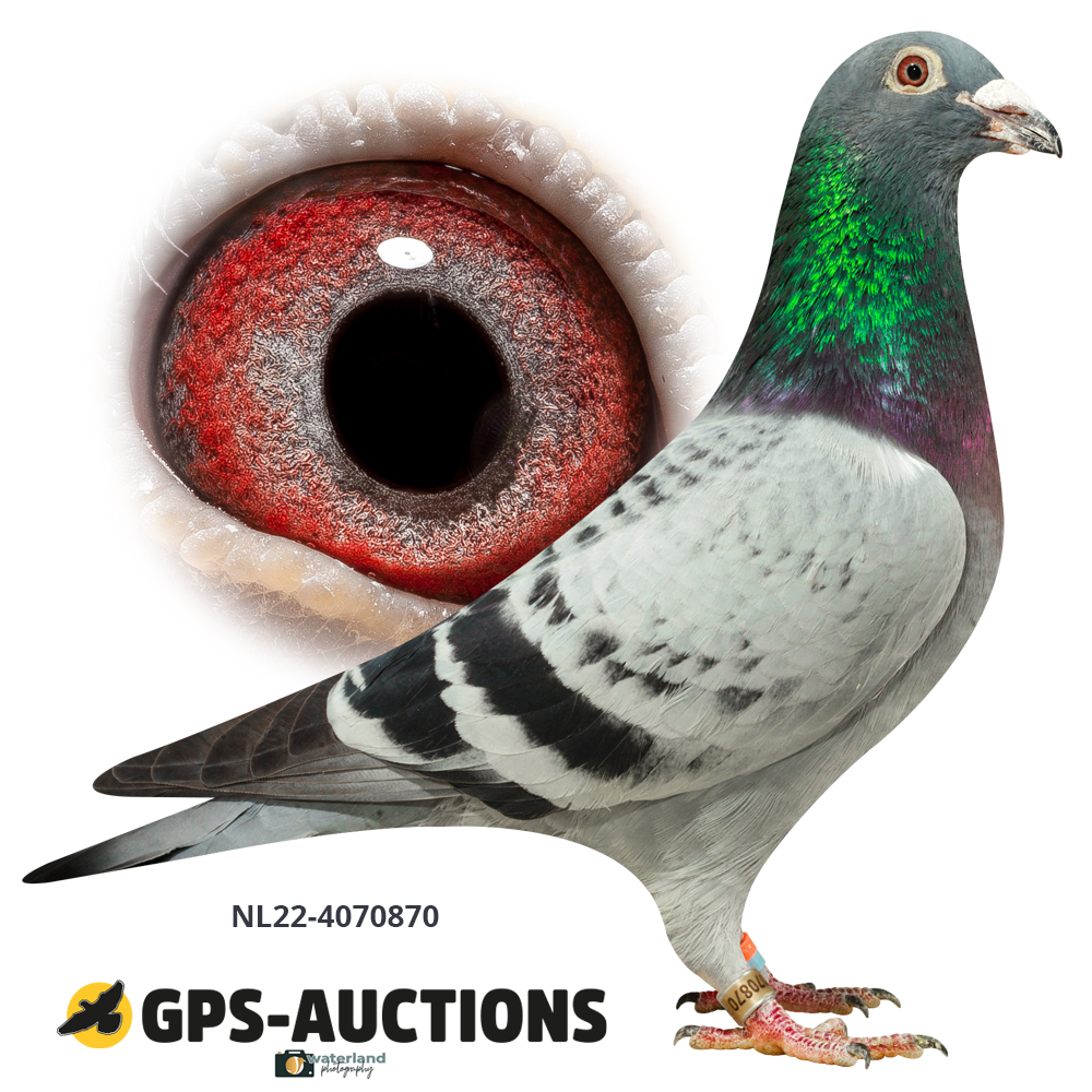 Belgium Speed Pigeons Part 3 - GPS-Auctions