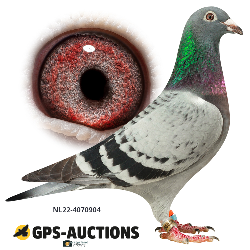 Belgium Speed Pigeons Part 3 - GPS-Auctions