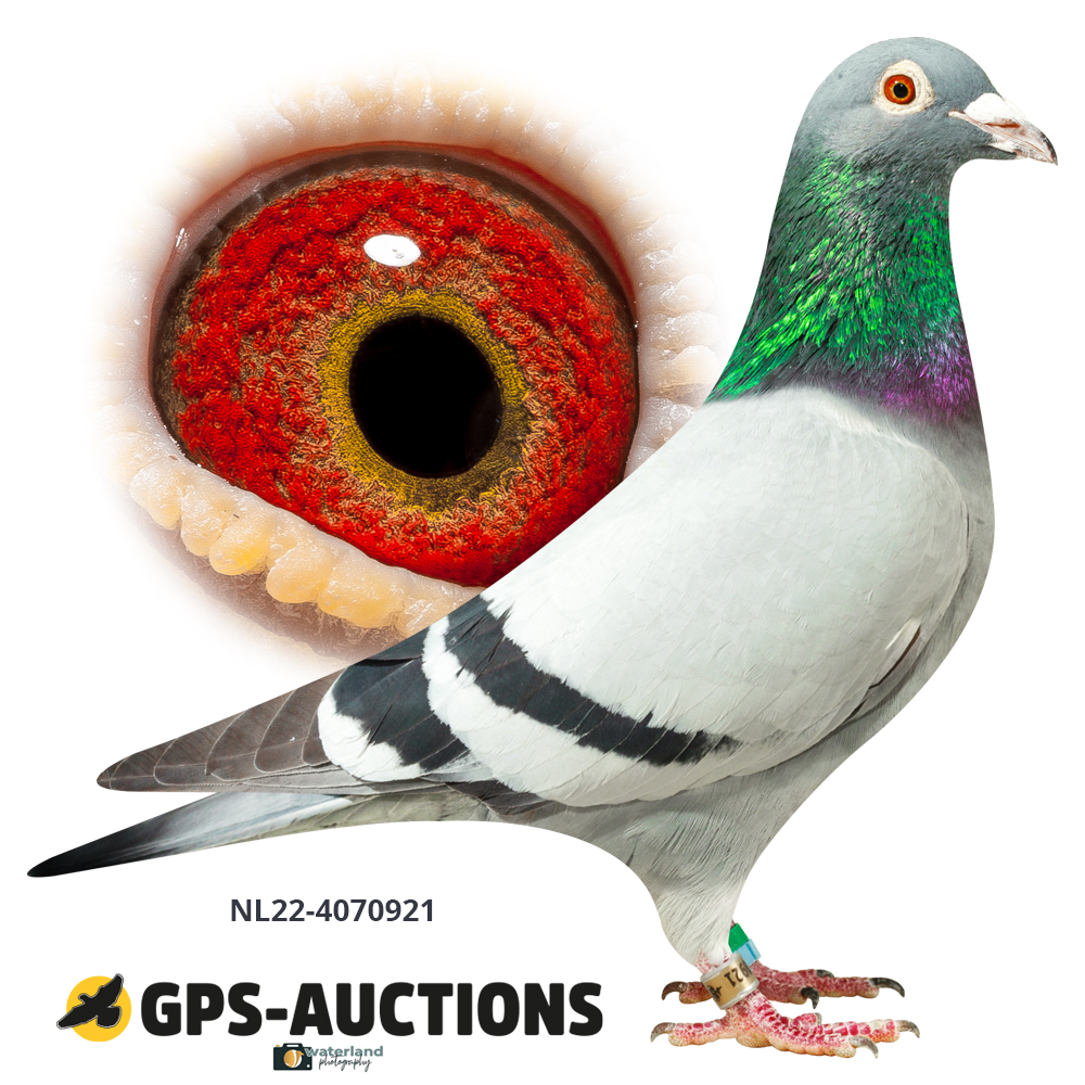 Belgium Speed Pigeons Part 3 - GPS-Auctions