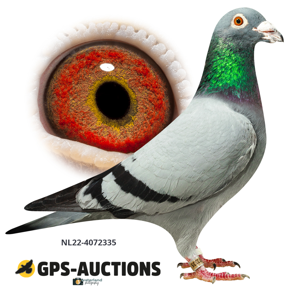 Belgium Speed Pigeons Part 3 - GPS-Auctions
