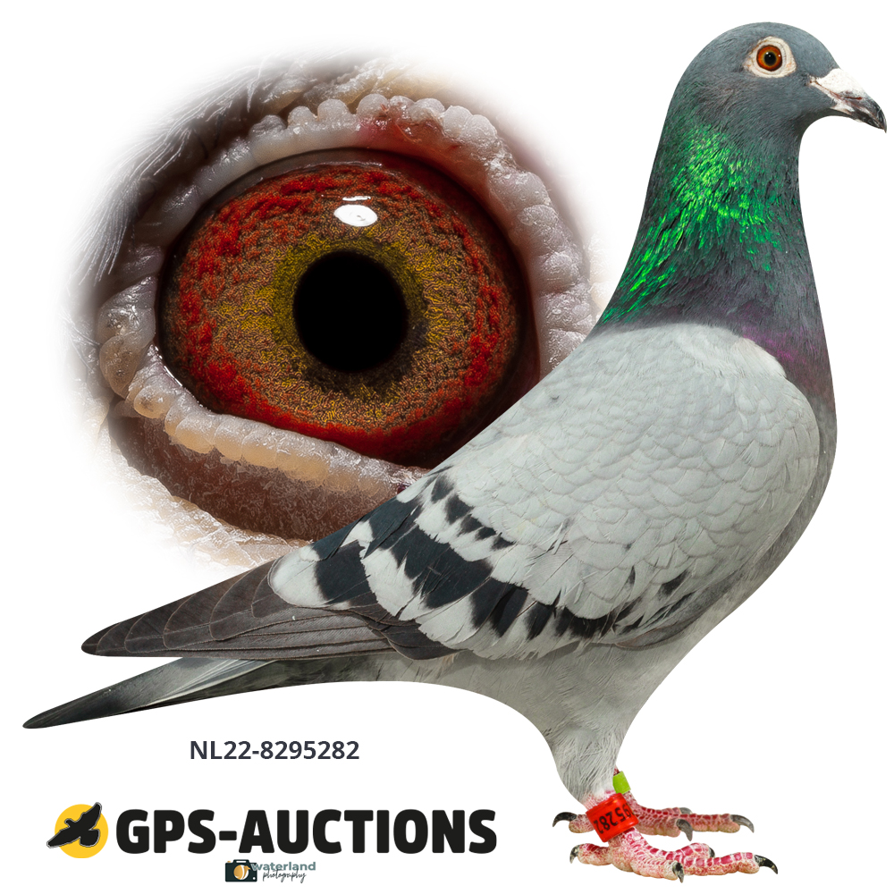Belgium Speed Pigeons Part 1 - GPS-Auctions
