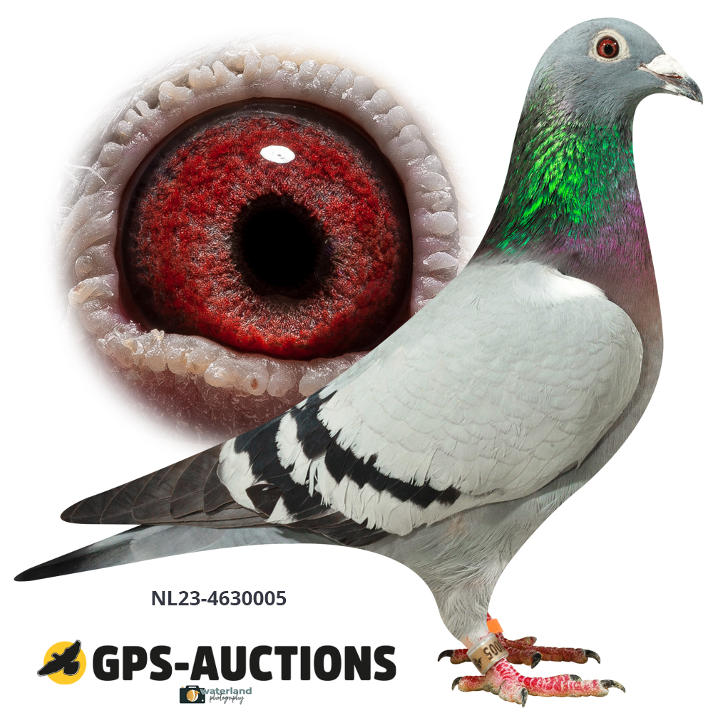 Belgium Speed Pigeons Part 2 - GPS-Auctions