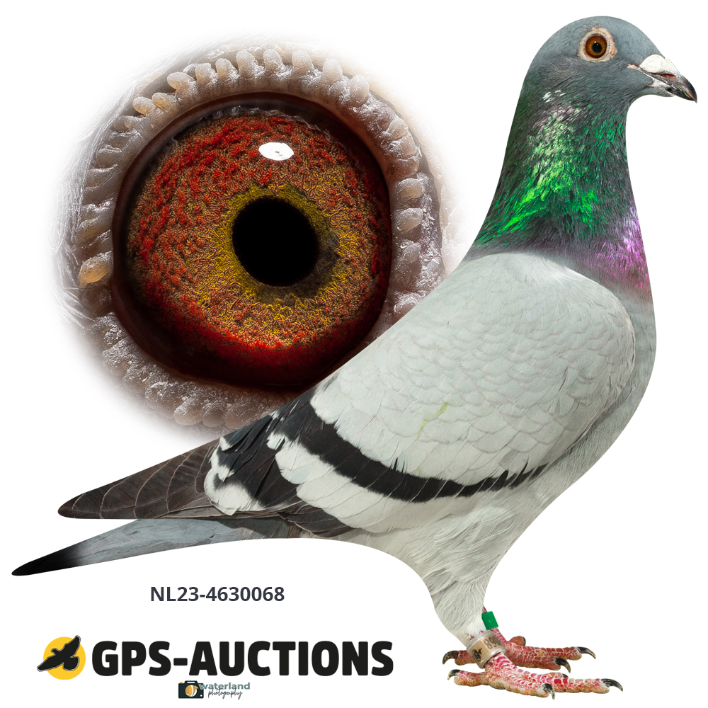 Belgium Speed Pigeons Part 1 - GPS-Auctions