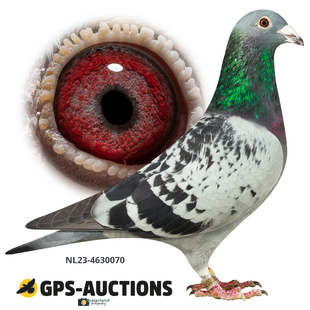 Belgium Speed Pigeons Part 2 - GPS-Auctions