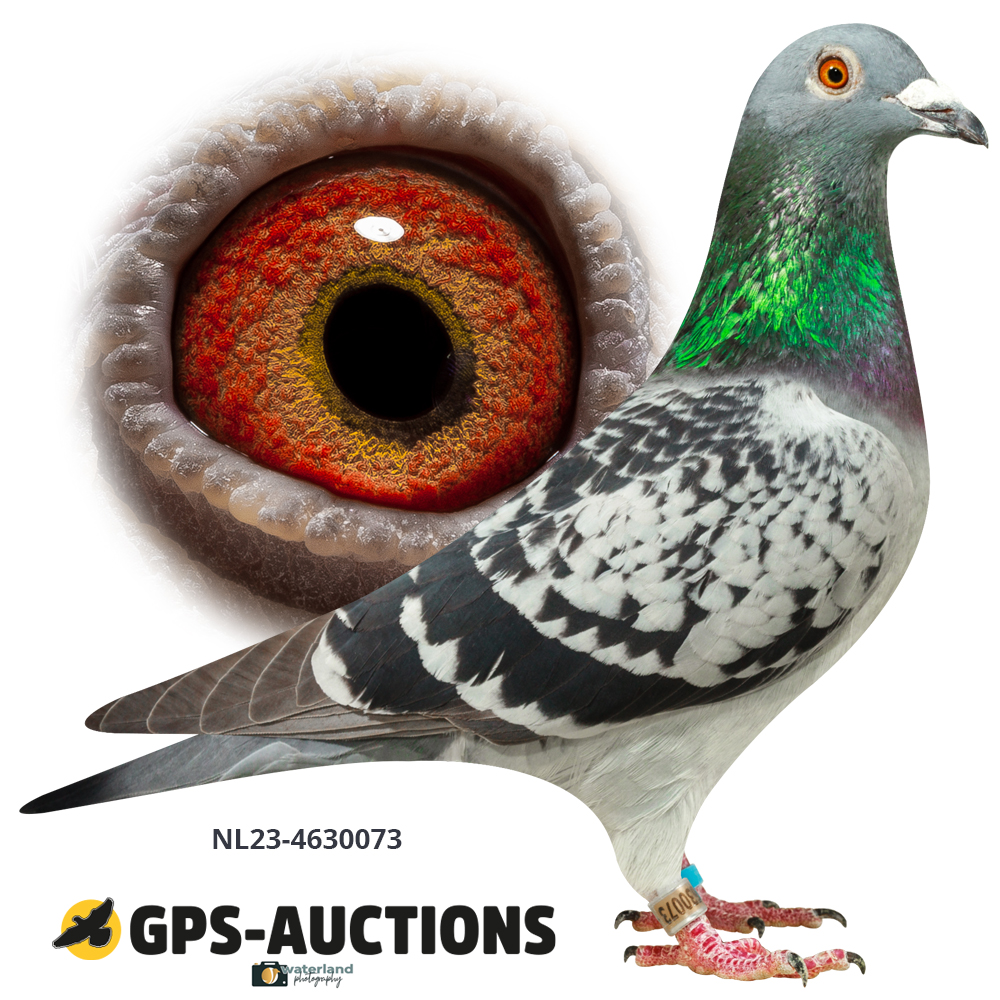 Belgium Speed Pigeons Part 2 - GPS-Auctions