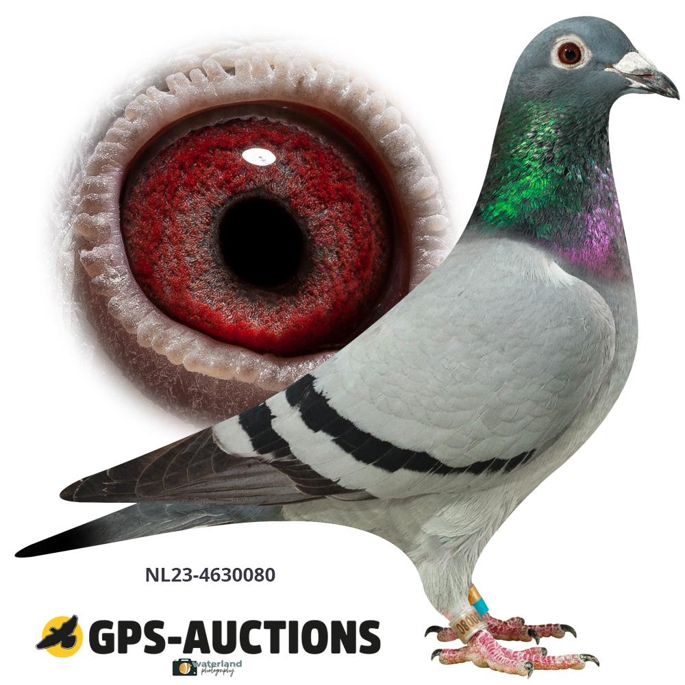 Belgium Speed Pigeons Part 2 - GPS-Auctions