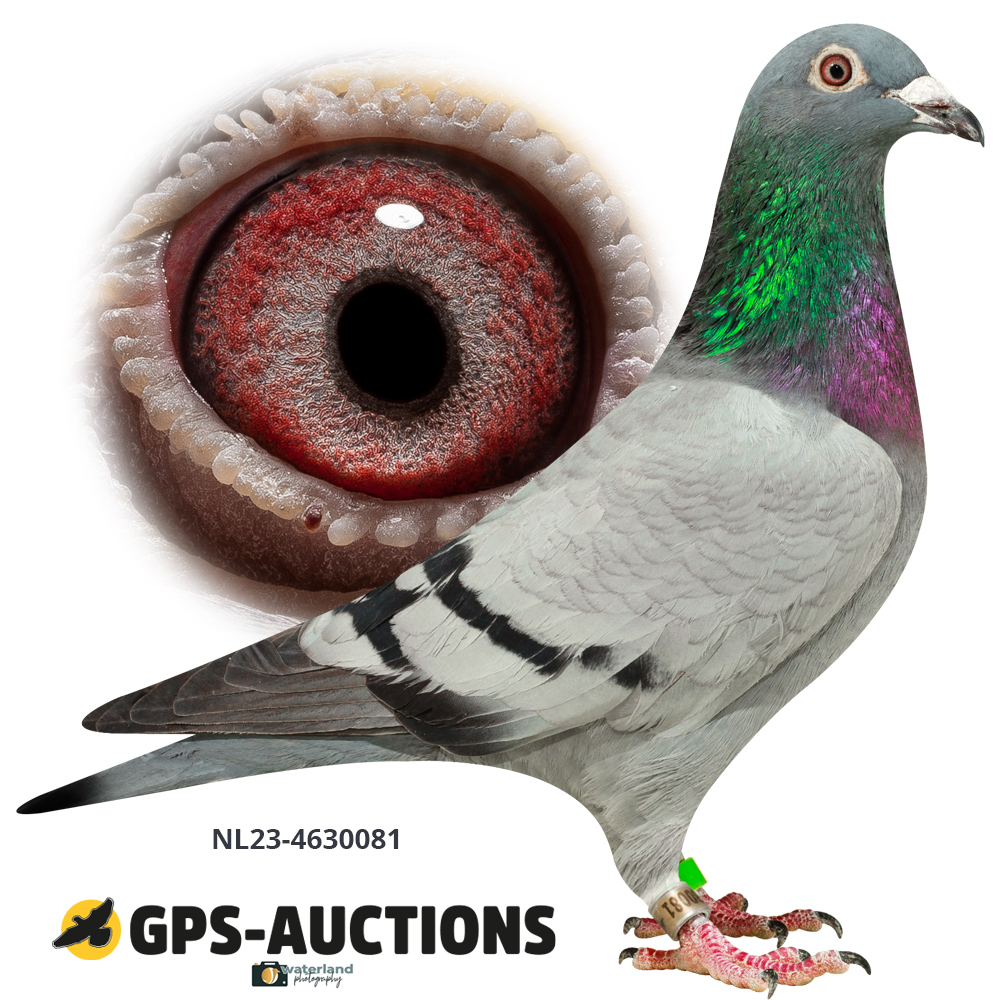Belgium Speed Pigeons Part 1 - GPS-Auctions