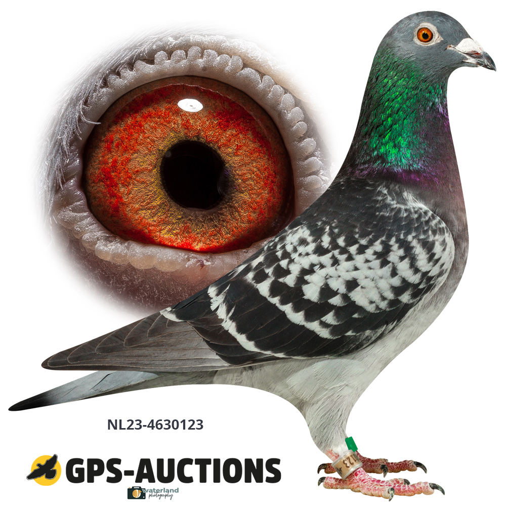 Belgium Speed Pigeons Part 2 - GPS-Auctions