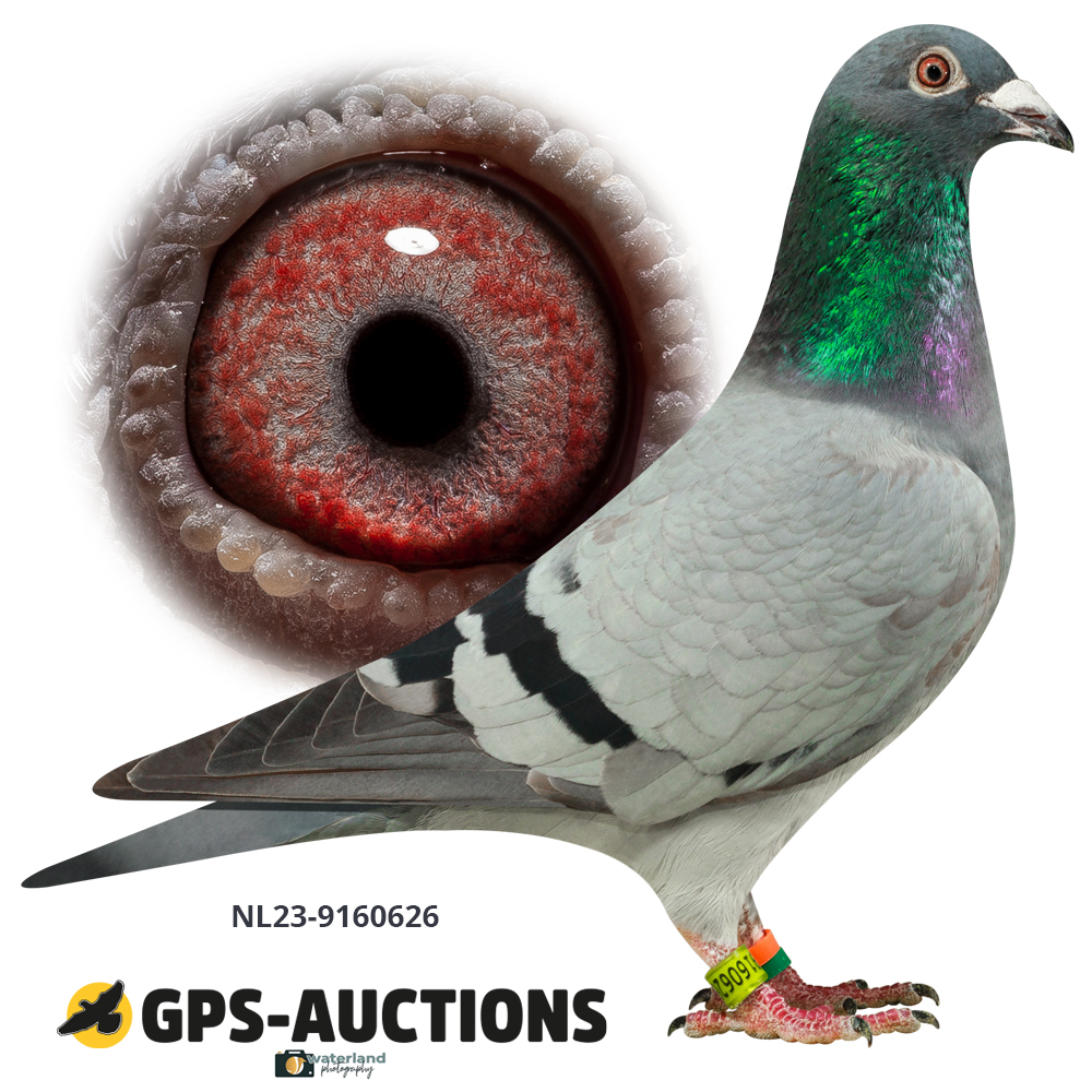 Belgium Speed Pigeons Part 1 - GPS-Auctions