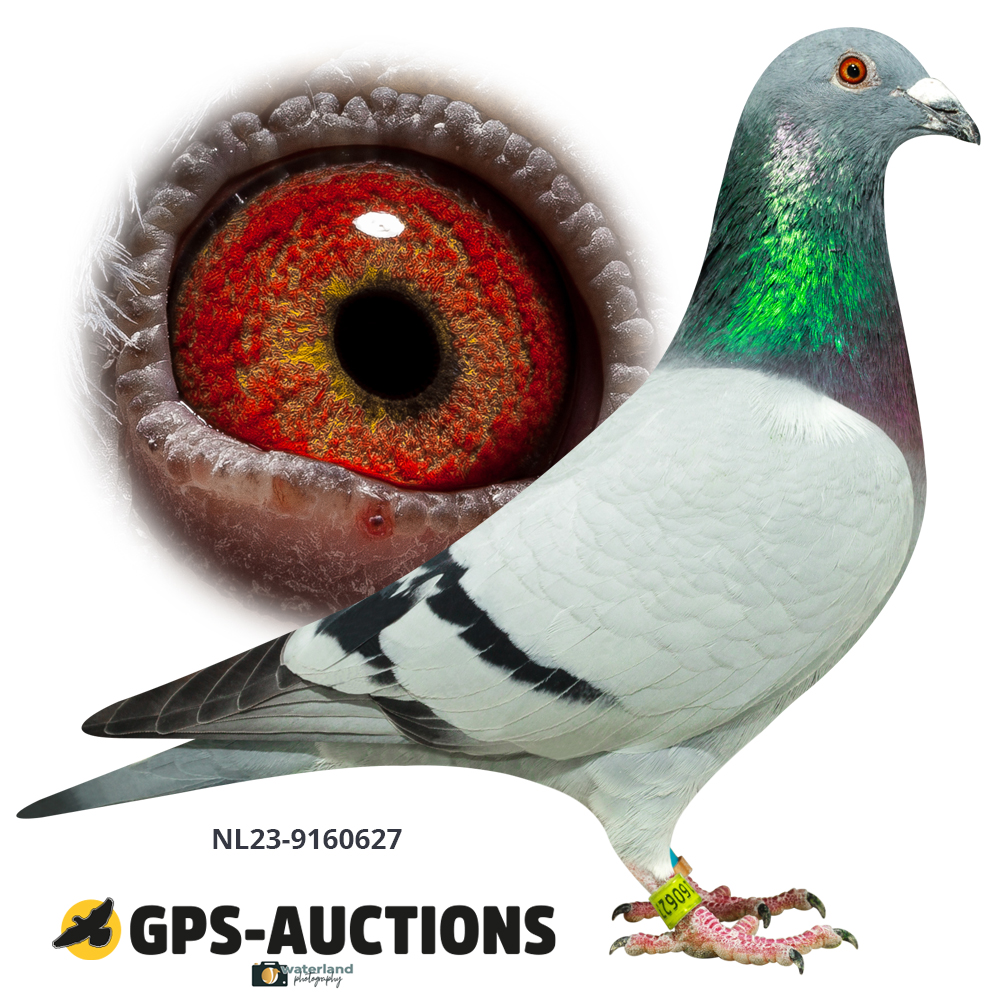 Belgium Speed Pigeons Part 2 - GPS-Auctions