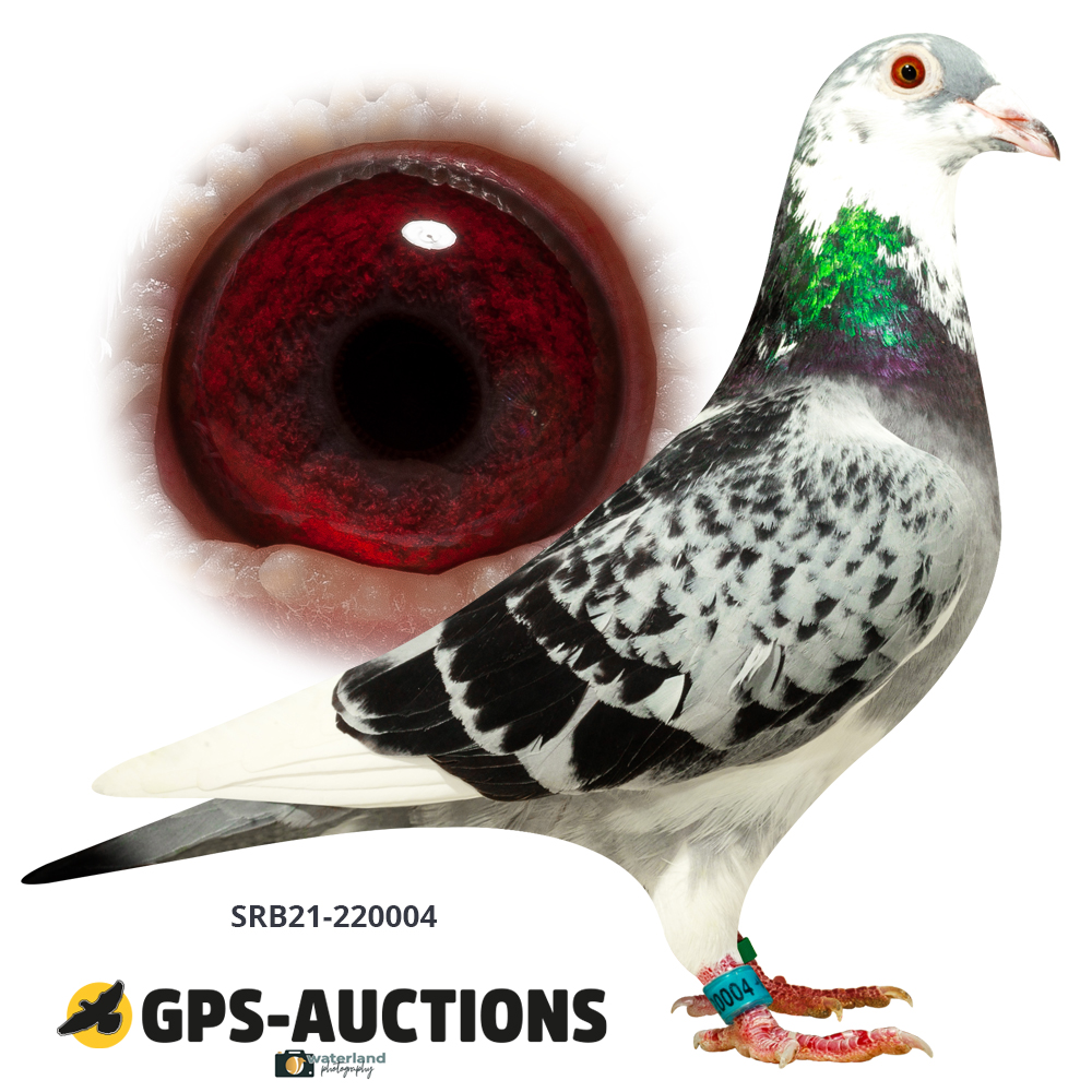The International Stars- GPS-Auctions
