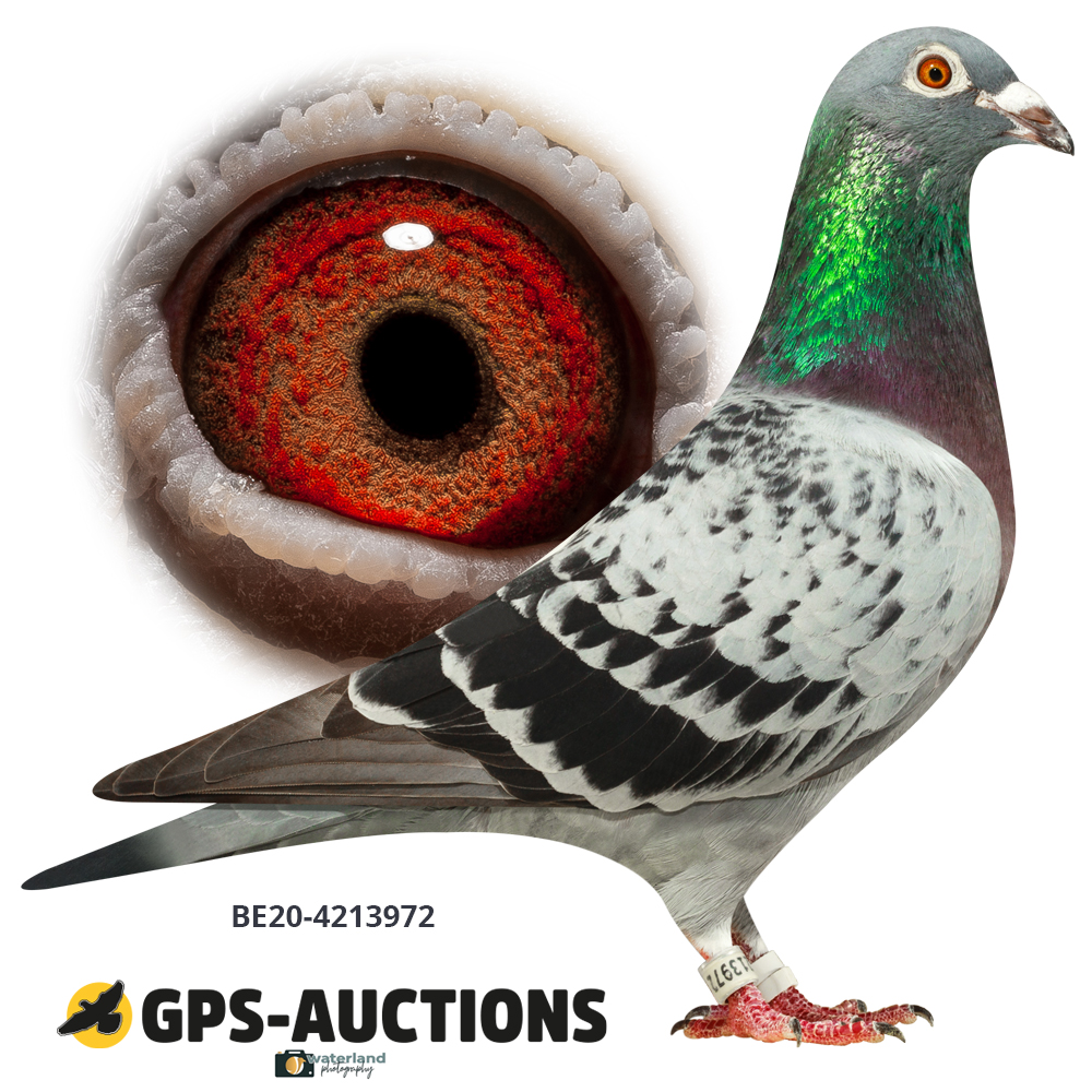 Belgium Speed Auction - GPS-Auctions