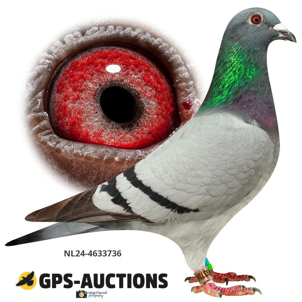 Belgium Speed Pigeons - GPS-Auctions