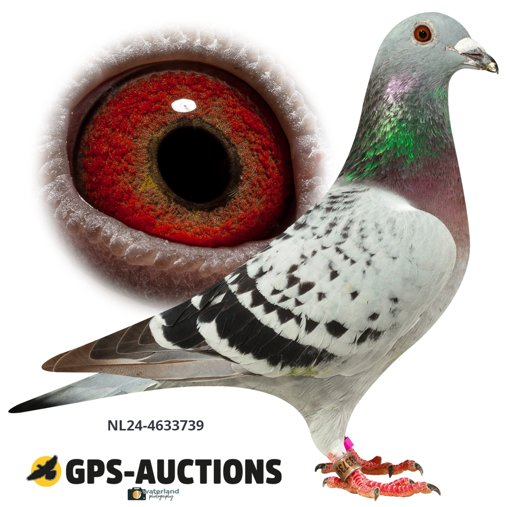 Belgium Speed Pigeons - GPS-Auctions