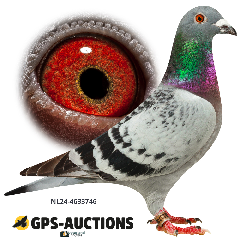 Belgium Speed Pigeons - GPS-Auctions