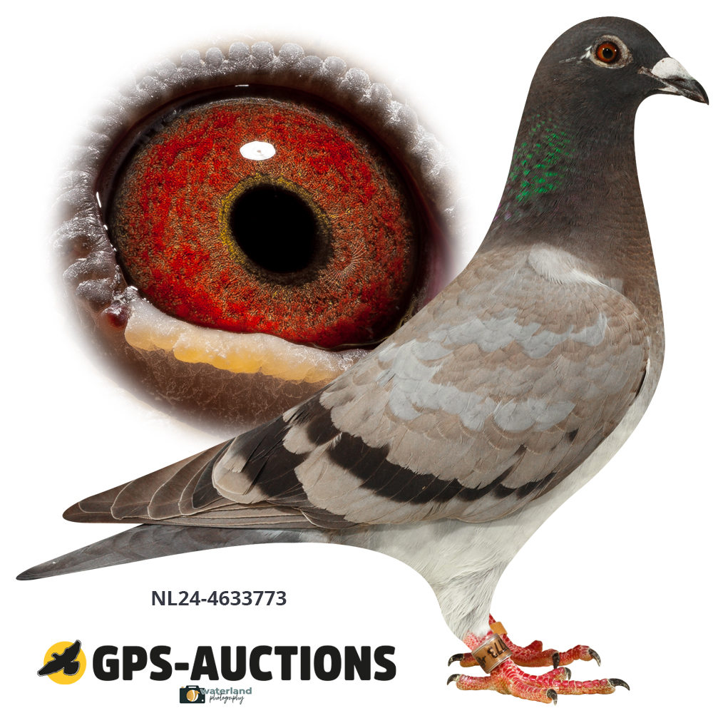 Belgium Speed Pigeons - GPS-Auctions