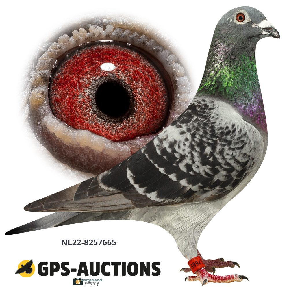 P. Janßen & M. & S. Kobal Collection - GPS-Auctions