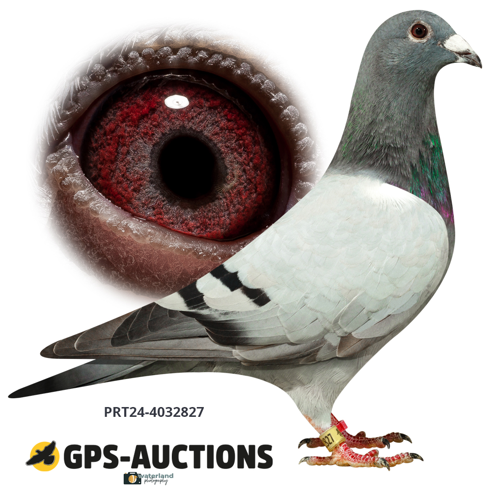 Re-Auction: International Pigeons - GPS-Auctions