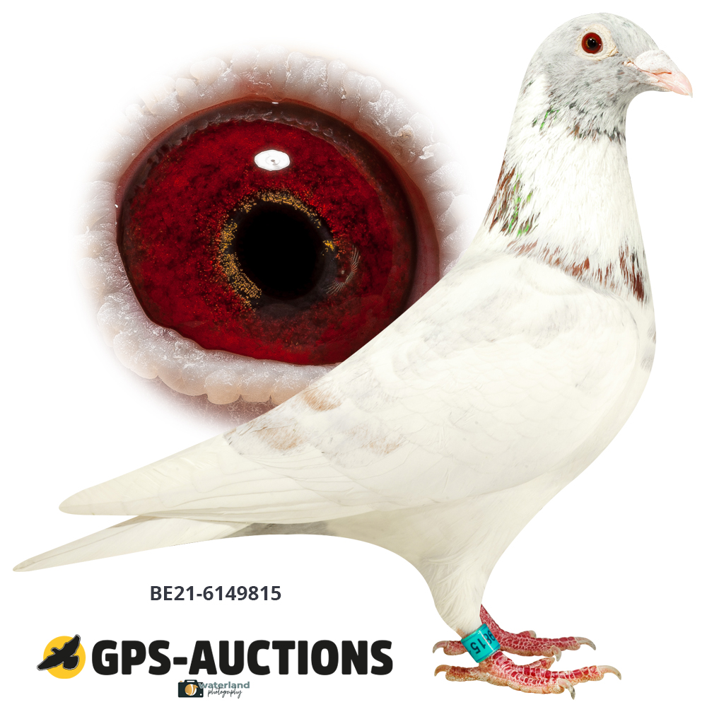 Marcel Wouters Special - GPS-Auctions