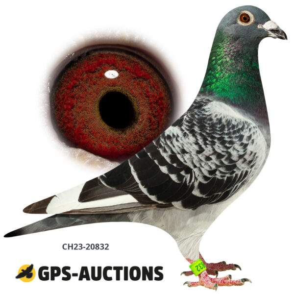 GSP-Gstaad Sport Pigeons Part 2 - GPS-Auctions