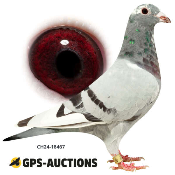 GSP-Gstaad Sport Pigeons Part 2 - GPS-Auctions